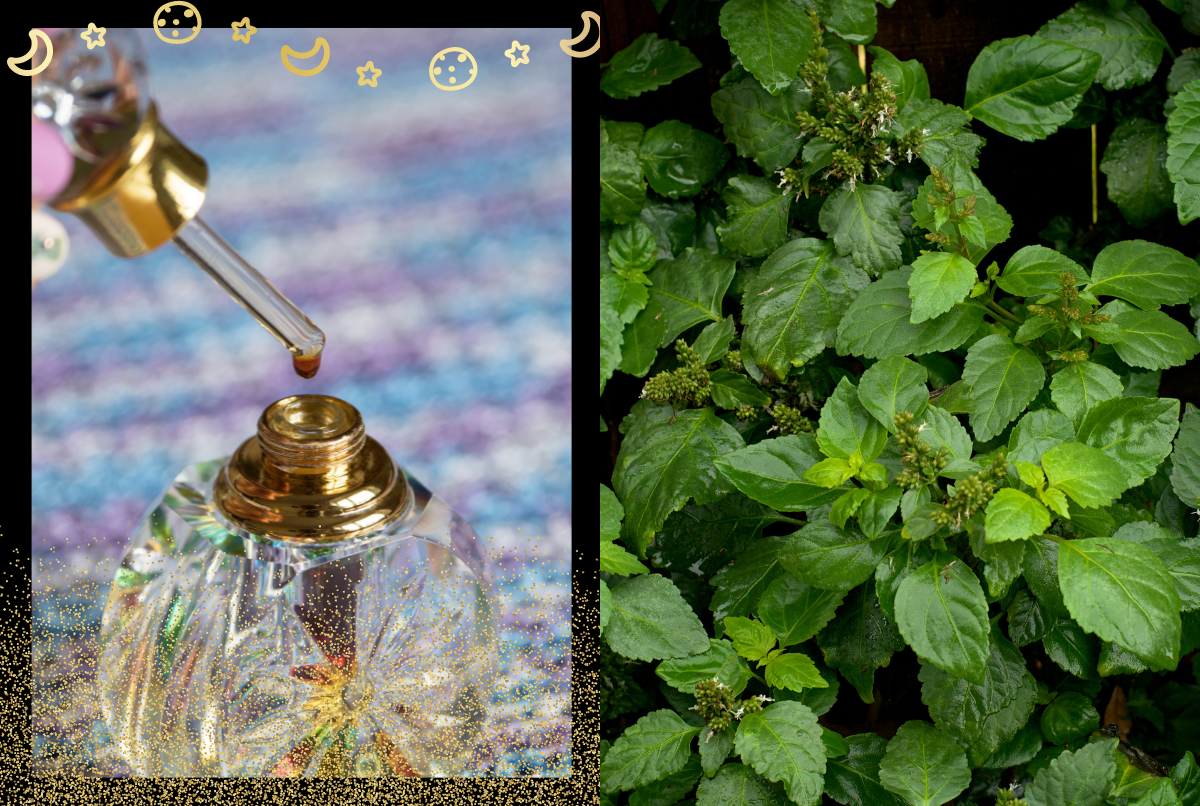Patchouli Oil Perfume Recipes - Skincell.org